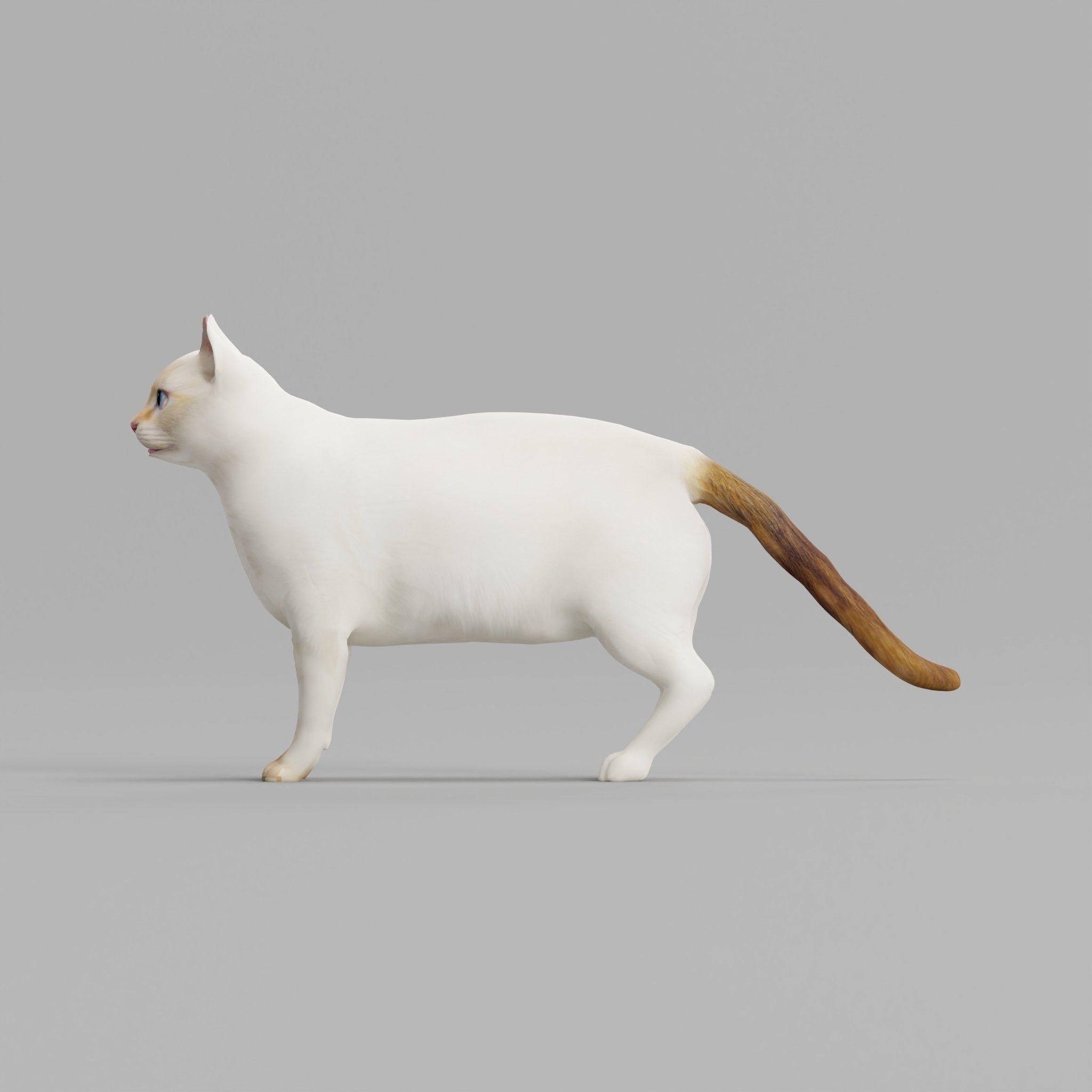 Flame Point Siamese Cat 3D model animated rigged | CGTrader