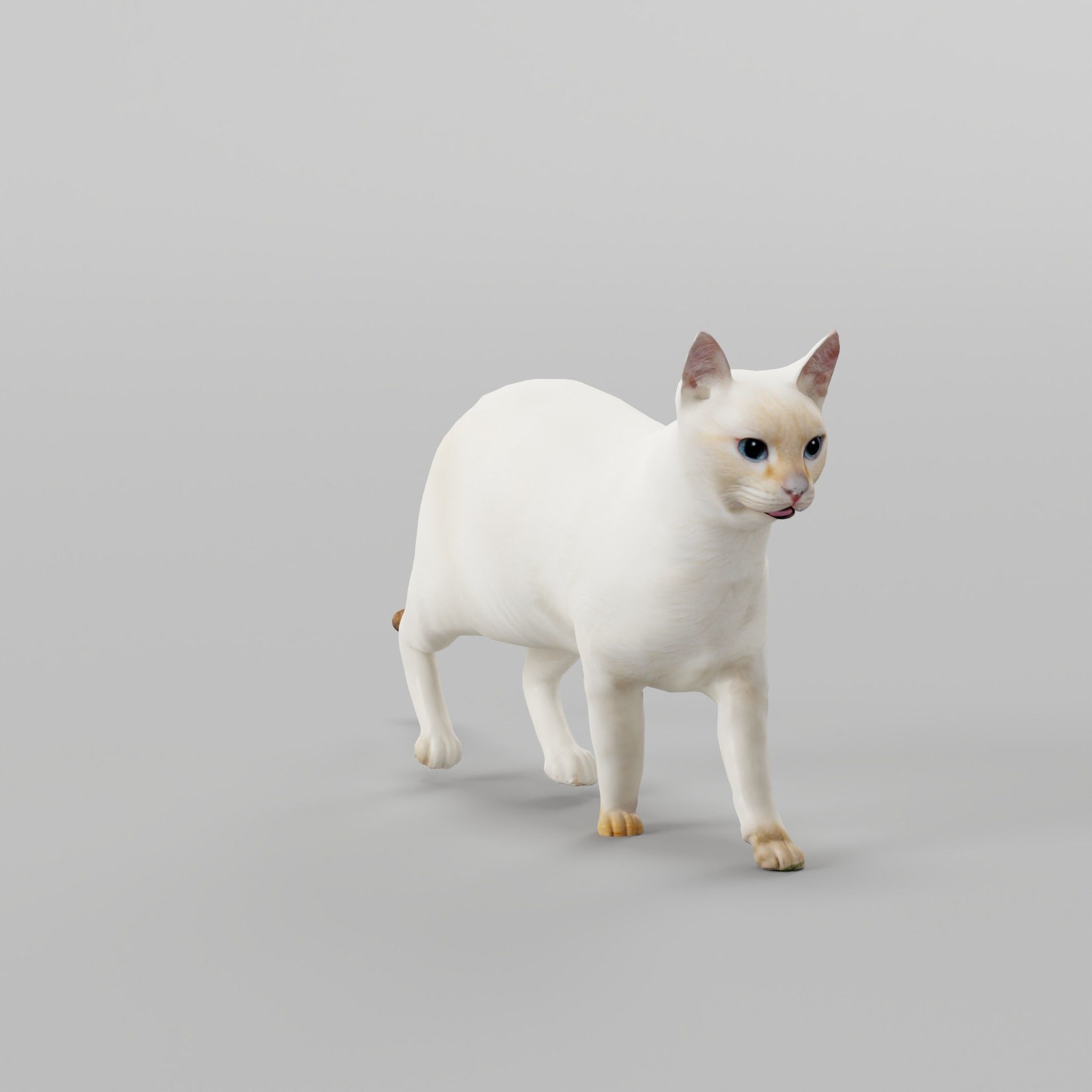 Flame Point Siamese Cat 3D model animated rigged | CGTrader