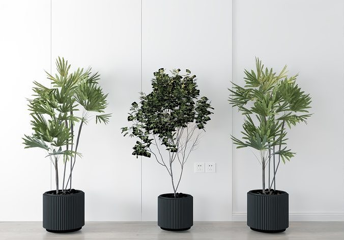 Plant Modern Potting 3D model | CGTrader