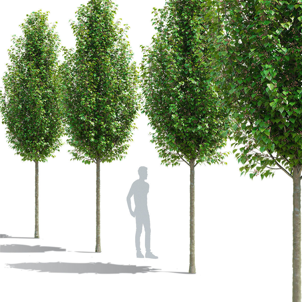 Pyrus calleryana chanticleer tree 3D model | CGTrader