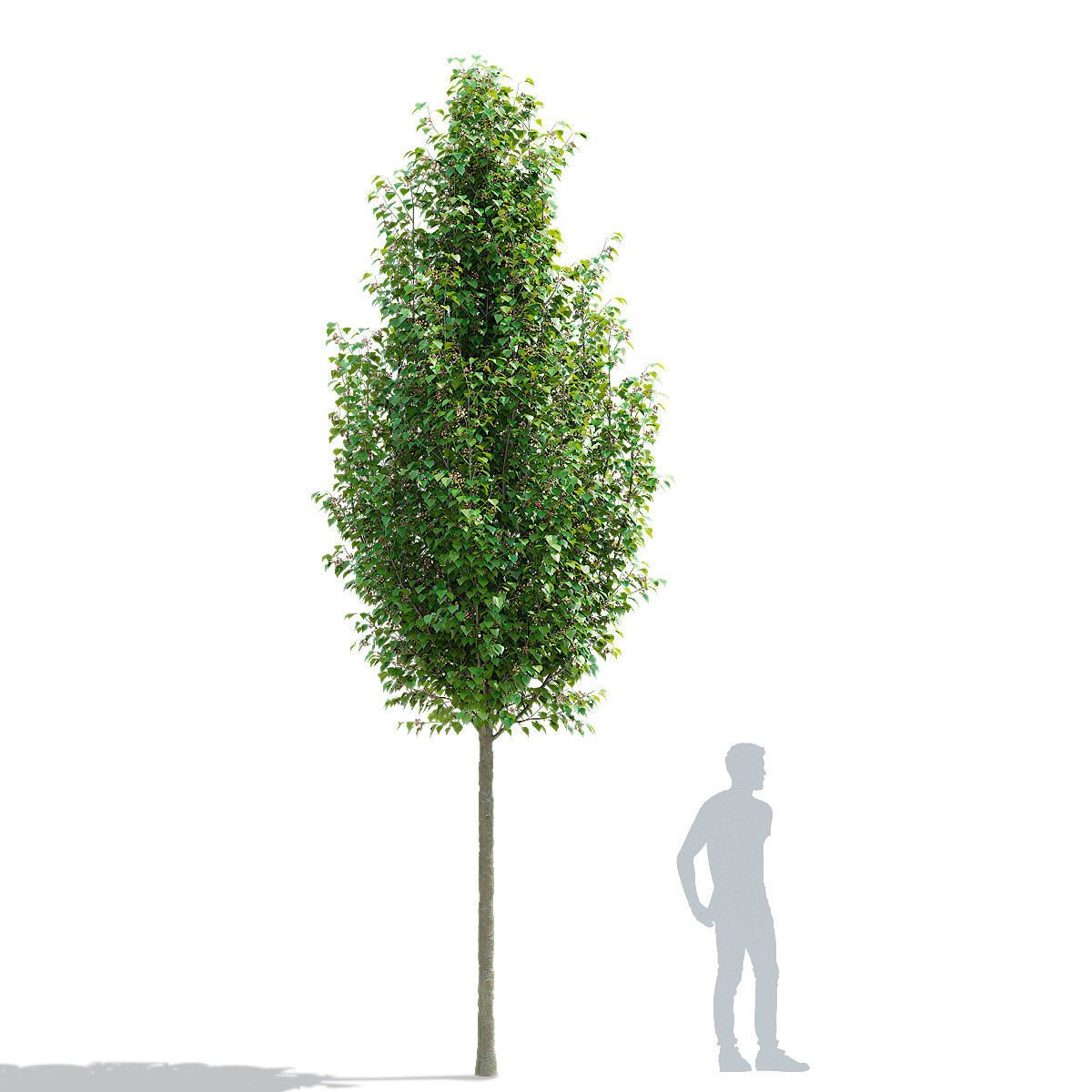 Pyrus calleryana chanticleer tree 3D model | CGTrader