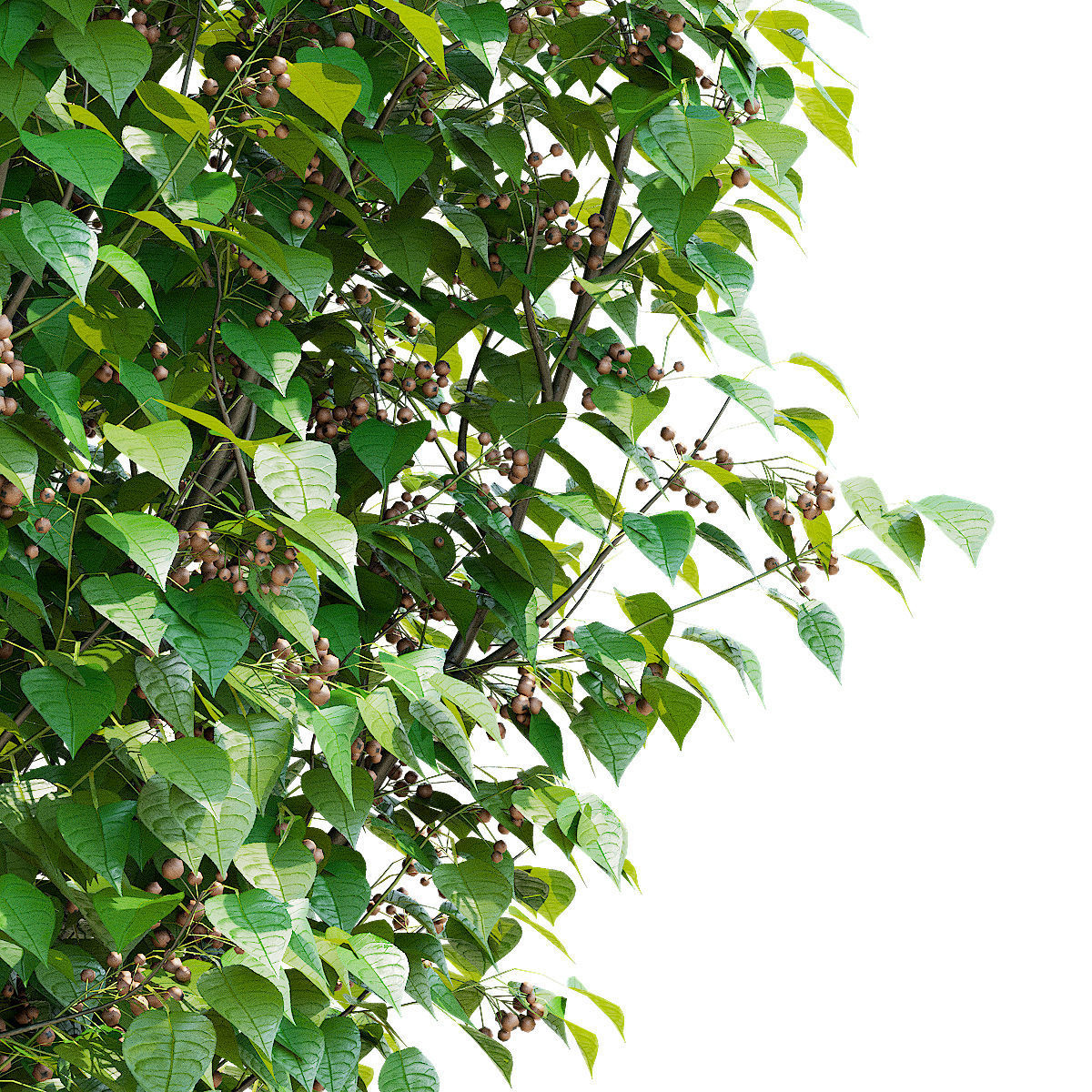 Pyrus calleryana chanticleer tree 3D model | CGTrader