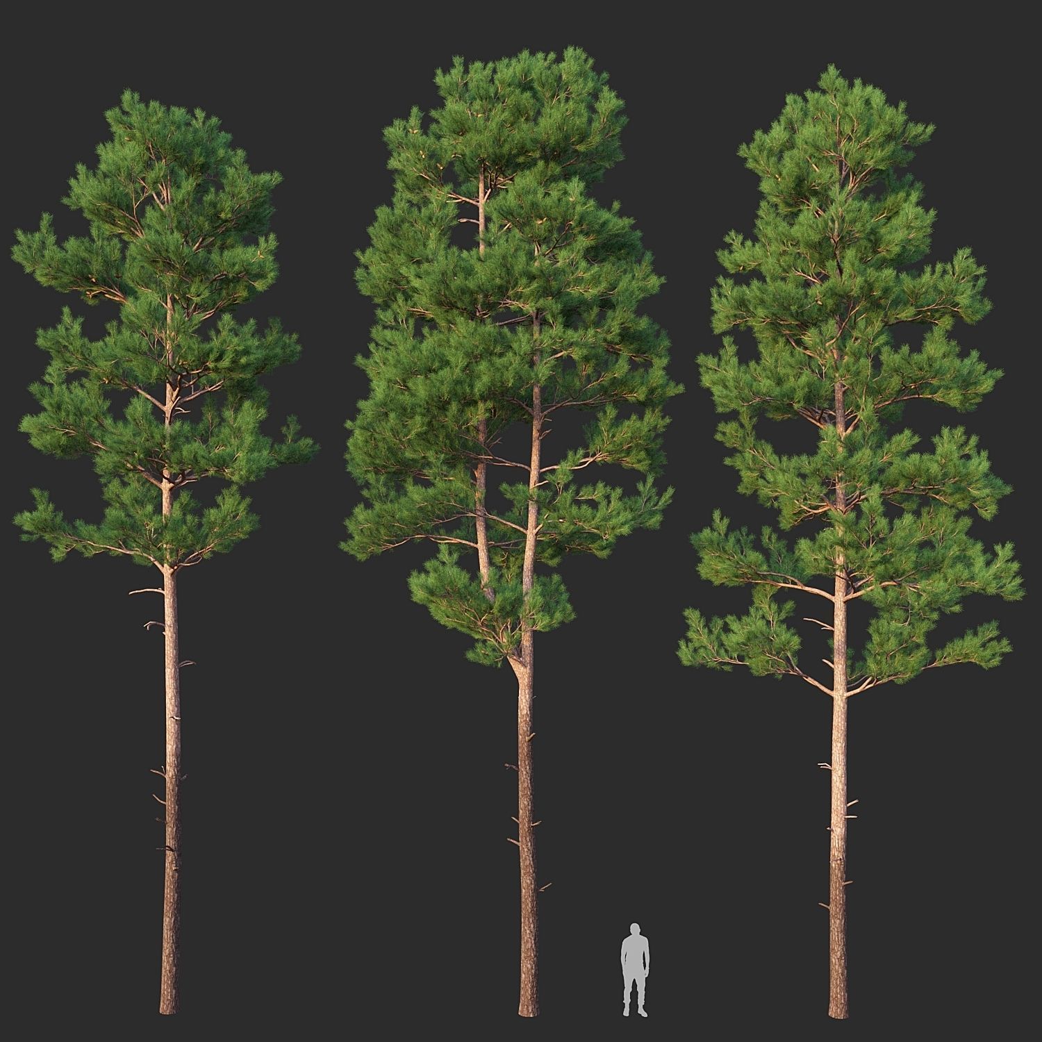 Pine 02 Set 03 3D model | CGTrader