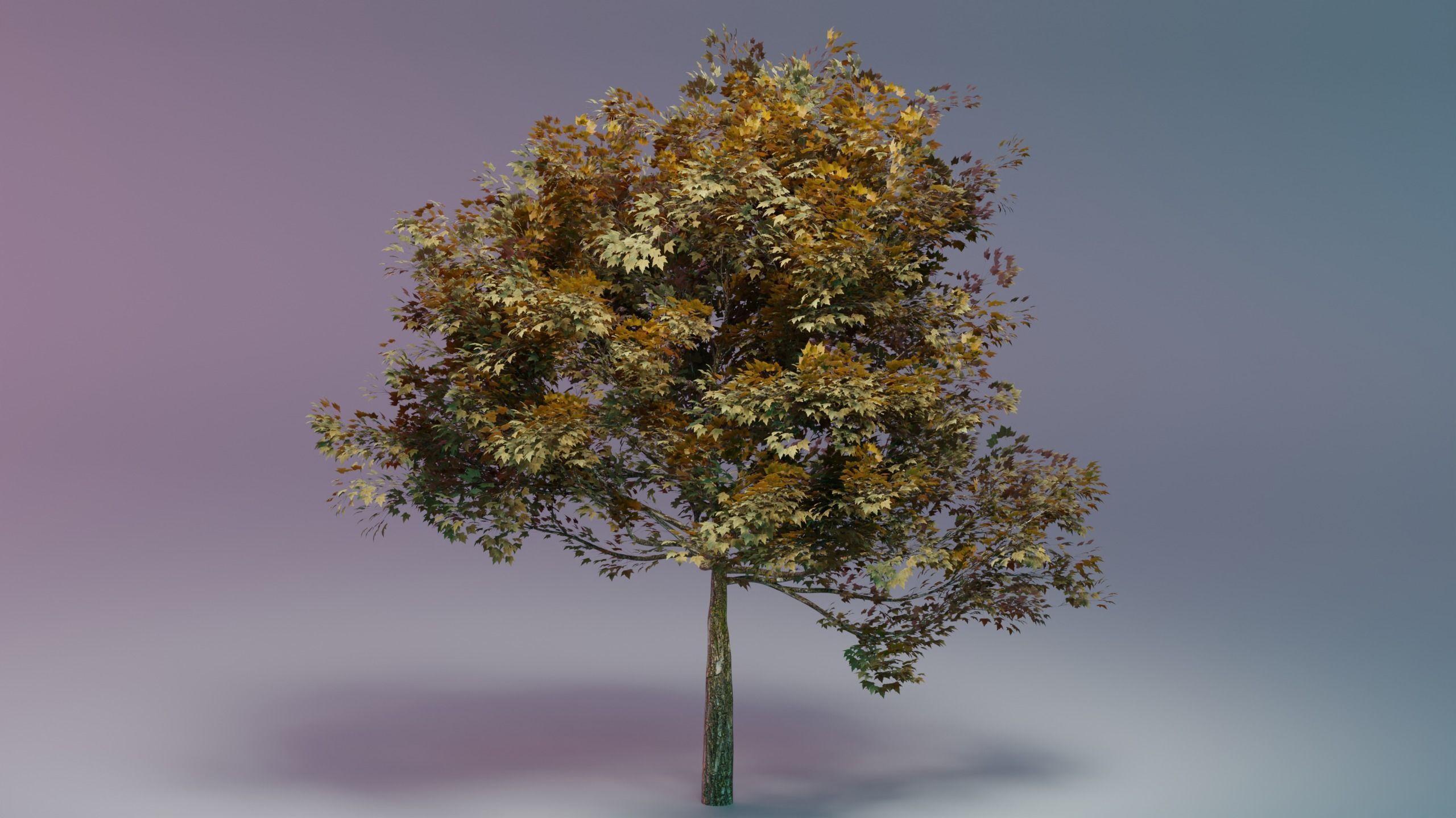 Beautiful Photorealistic All Seasons Trees 3D Model 3D model | CGTrader