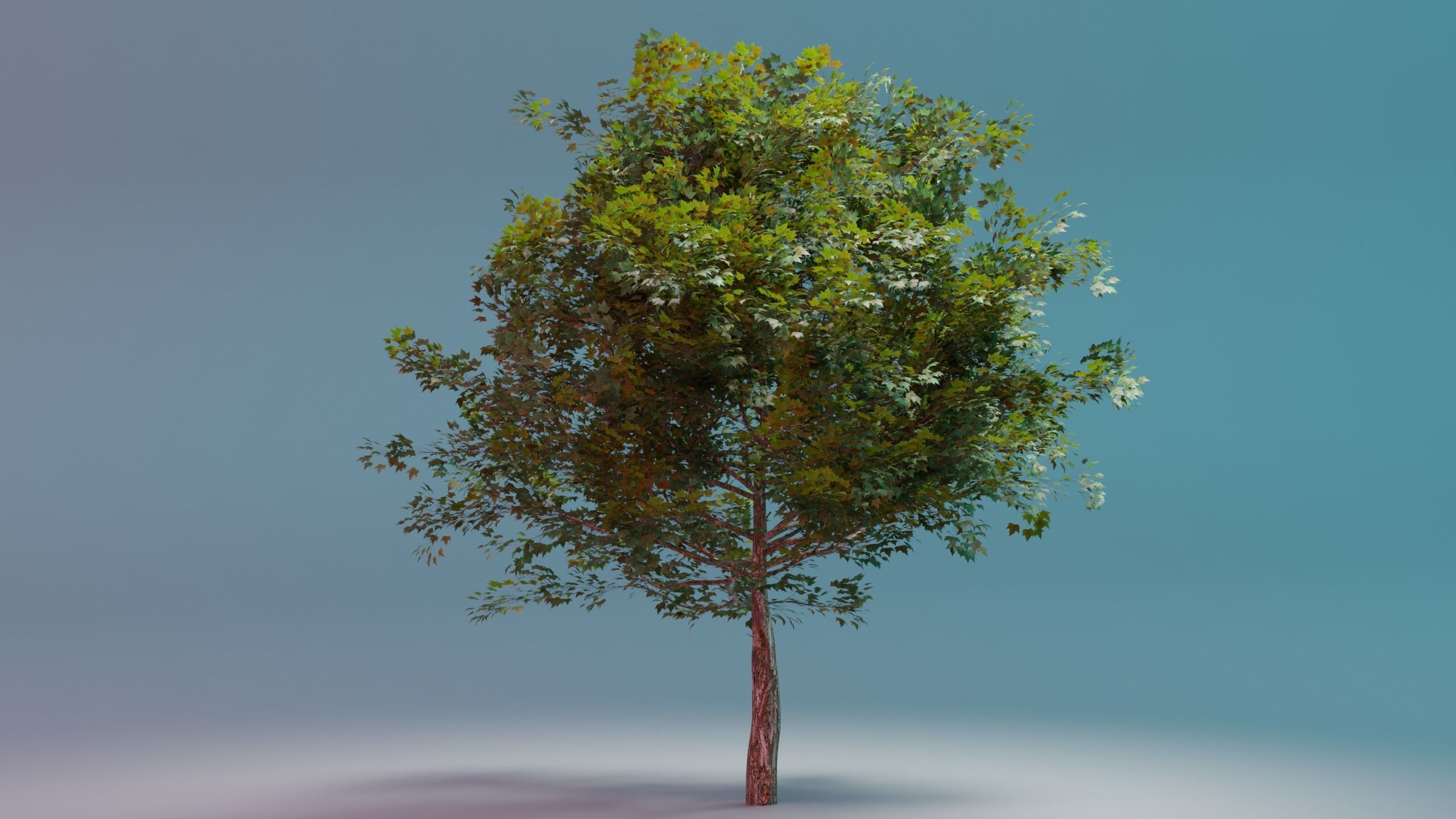 Beautiful Photorealistic All Seasons Trees 3D Model 3D model | CGTrader