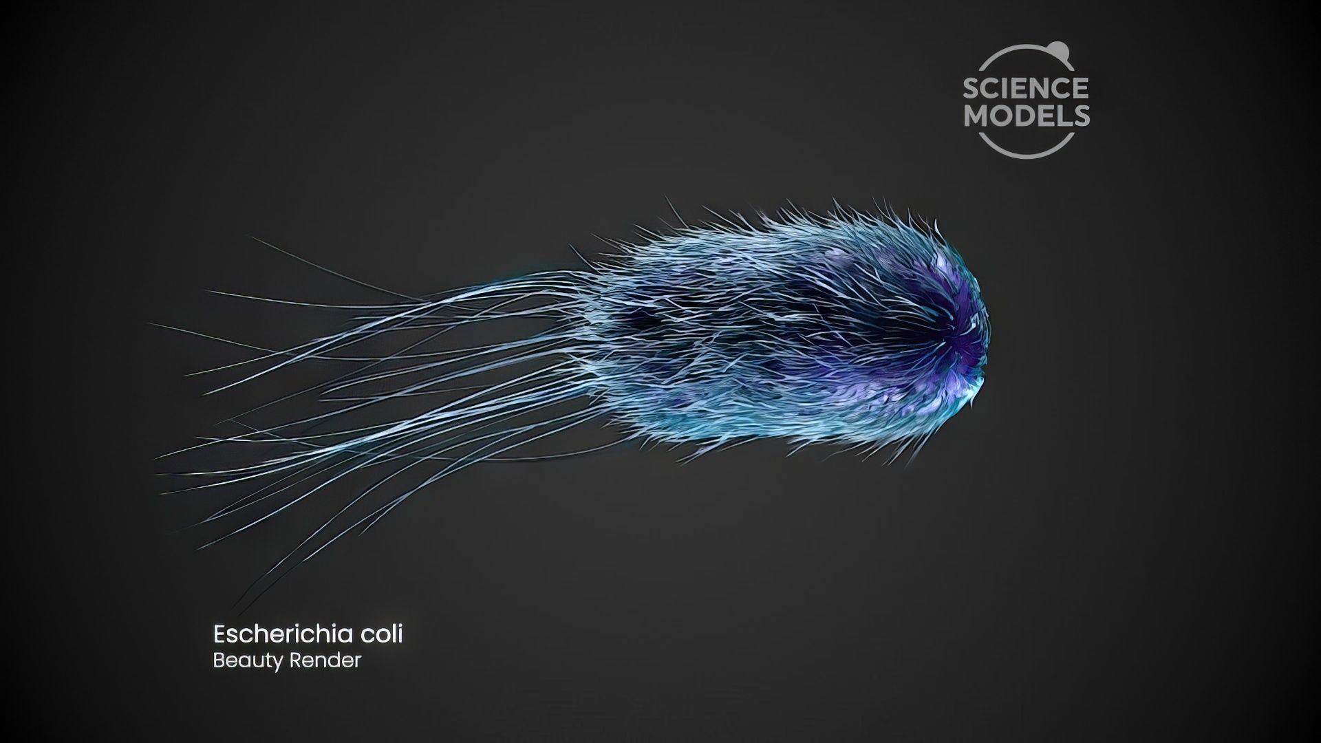Bacteria Escherichia Coli 3D model animated rigged | CGTrader