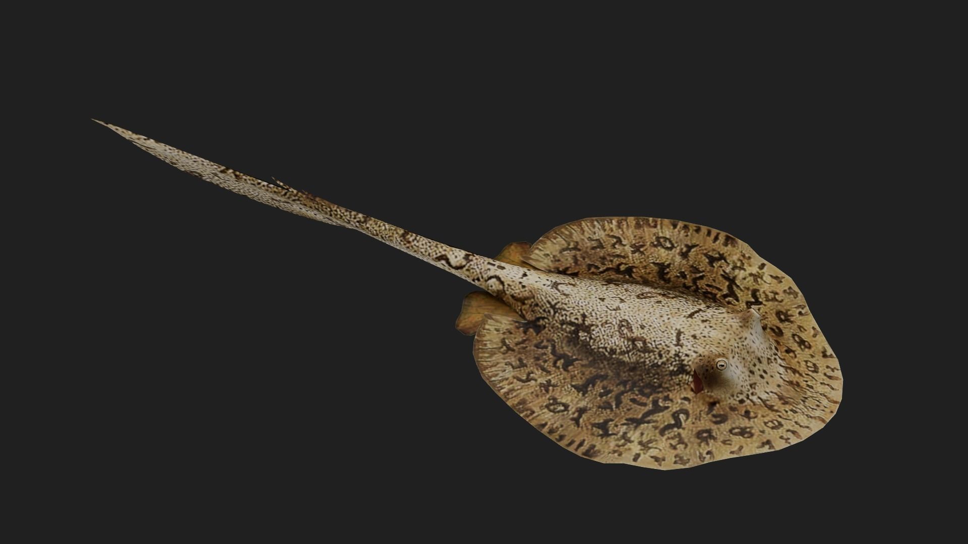 3D model DiscusRay VR / AR / low-poly | CGTrader