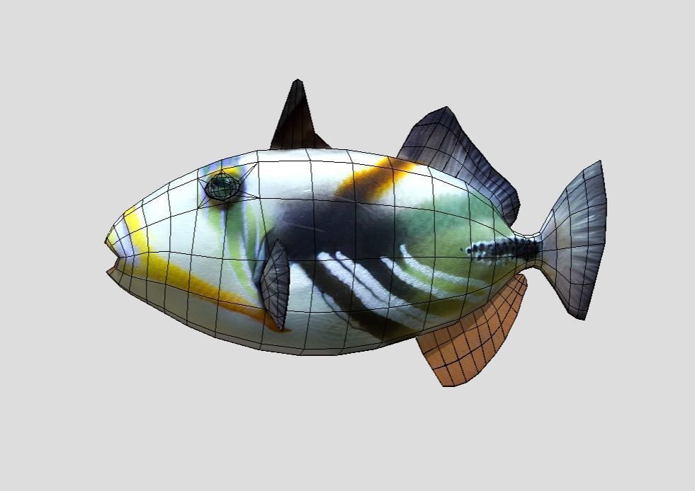 3D model Picasso Triggerfish Realistic Animated VR / AR / low-poly | CGTrader