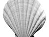 Sea Shell Scallop 3D model 3D model | CGTrader