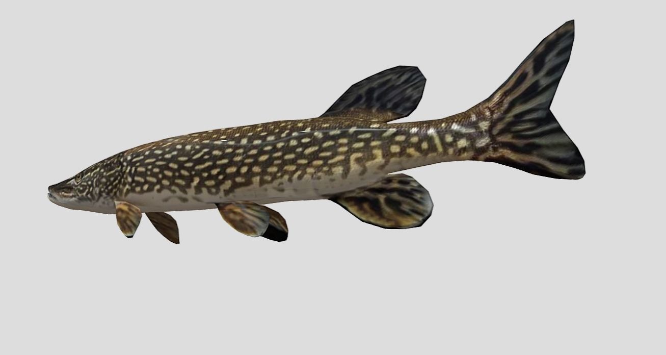 3D model Pike Realistic Animated VR / AR / low-poly | CGTrader