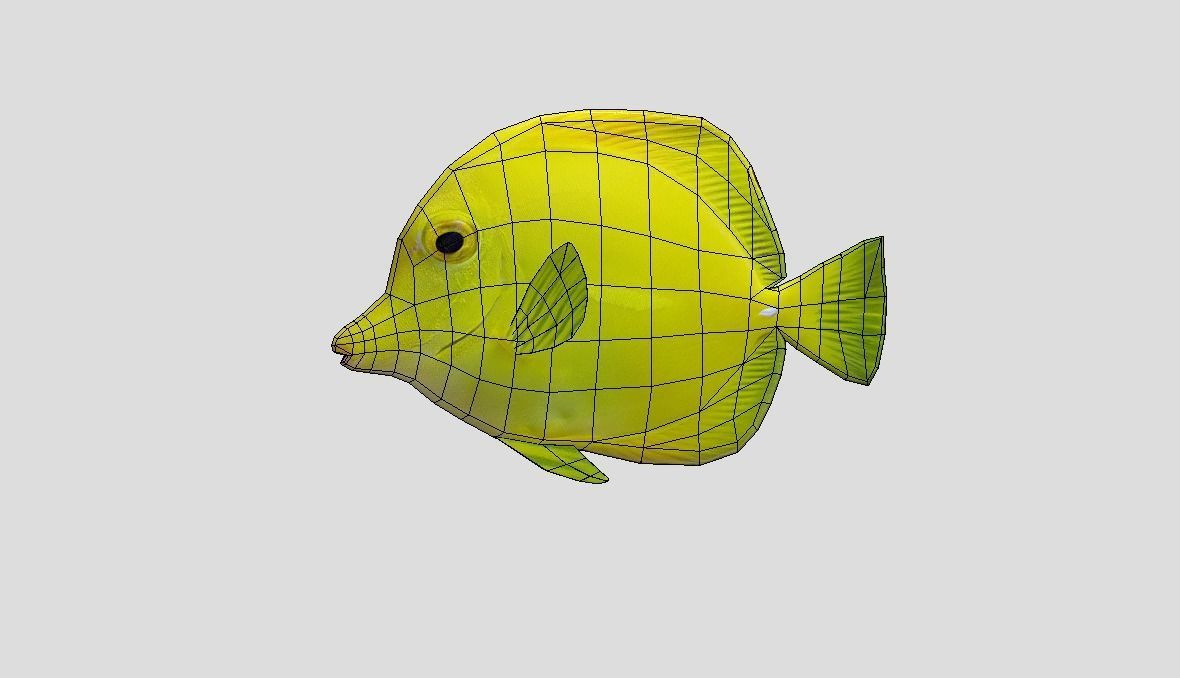 3D model Yellow Tang Realistic Animated VR / AR / low-poly | CGTrader
