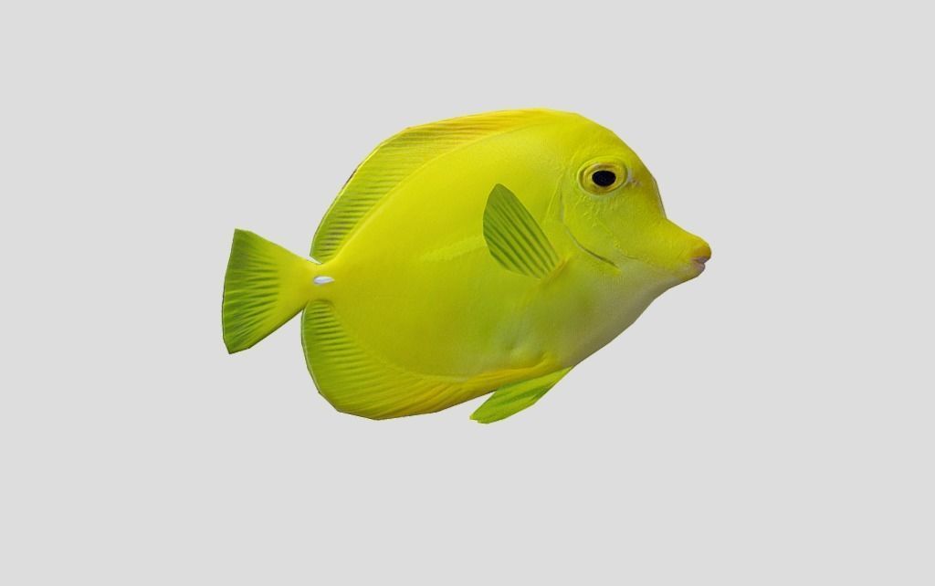 3D model Yellow Tang Realistic Animated VR / AR / low-poly | CGTrader