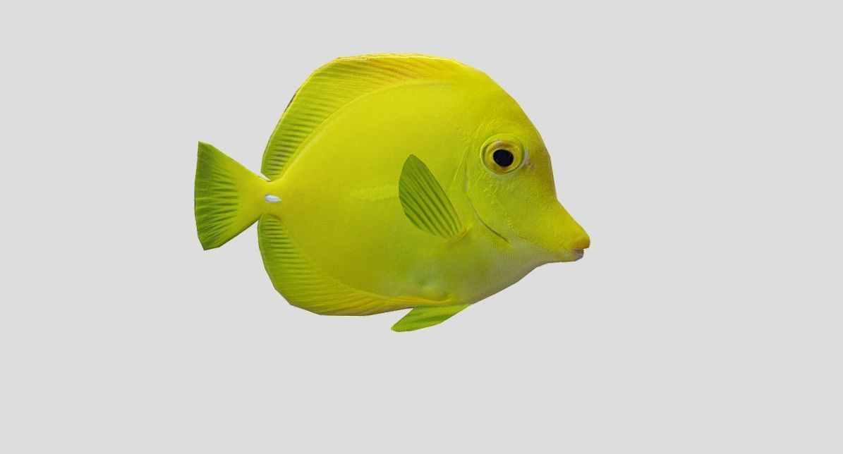 3D model Yellow Tang Realistic Animated VR / AR / low-poly | CGTrader