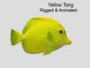 3D model Yellow Tang Realistic Animated VR / AR / low-poly | CGTrader