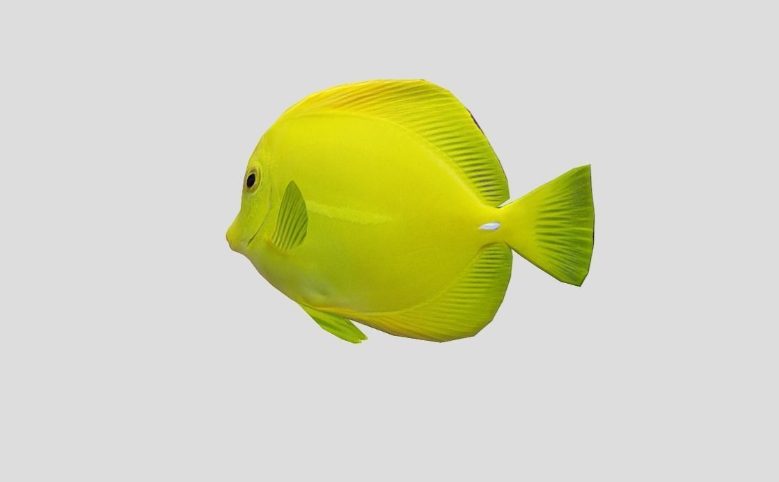 3D model Yellow Tang Realistic Animated VR / AR / low-poly | CGTrader