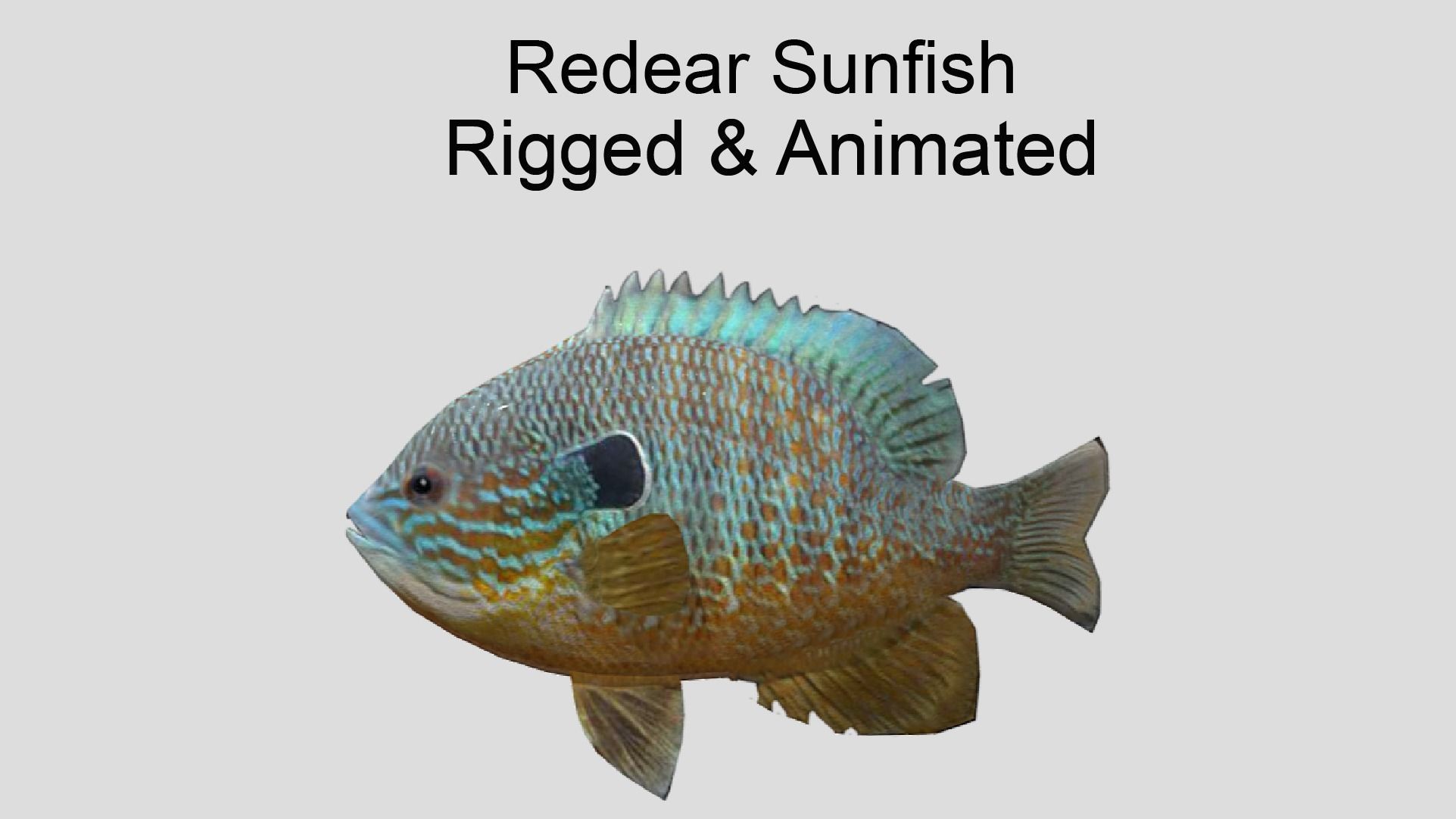 3D model Redear Sunfish Realistic Animated VR / AR / low-poly | CGTrader