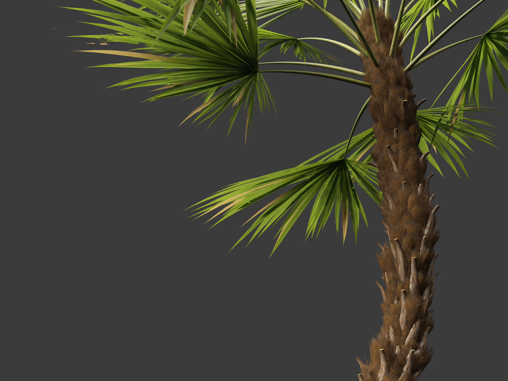 Acoelorrhaphe wrightii - Everglades palm 3D model | CGTrader