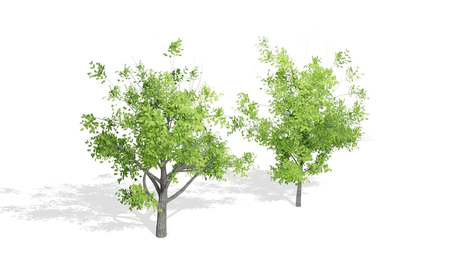 Nature Tree 3D model | CGTrader