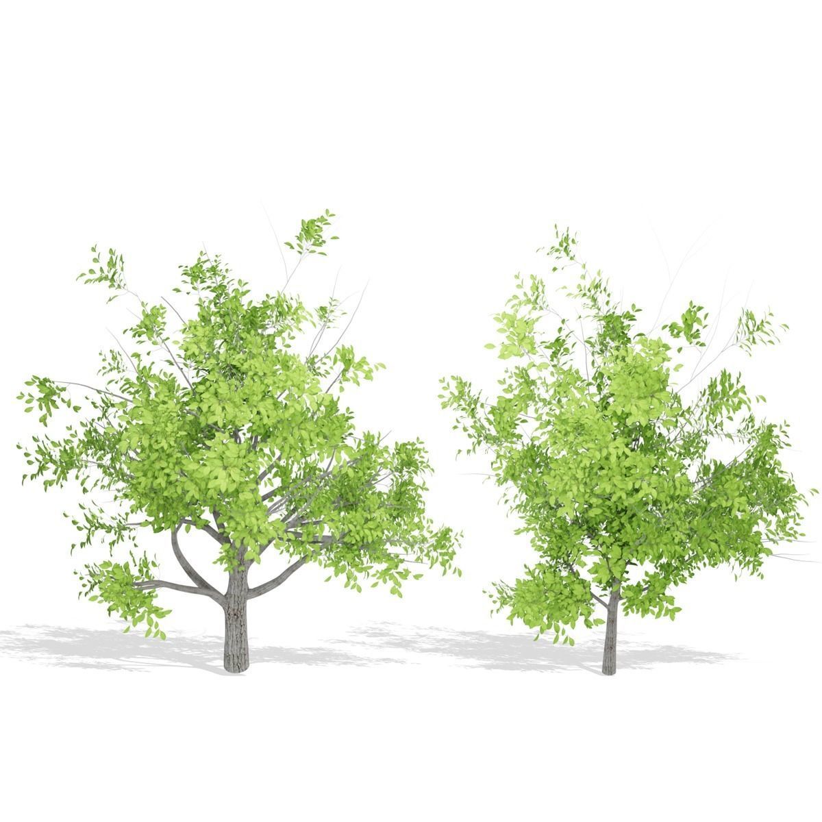 Nature Tree 3D model | CGTrader
