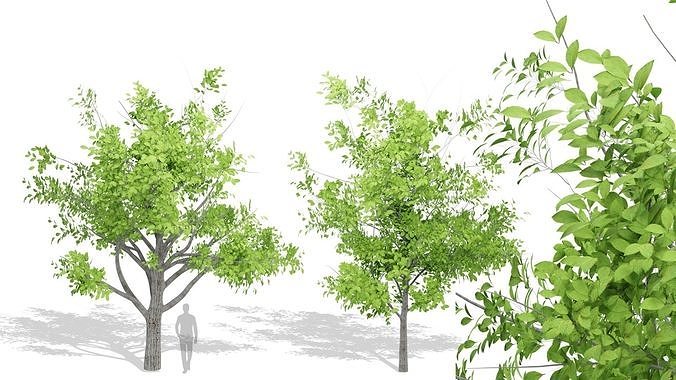 Nature Tree 3D model | CGTrader