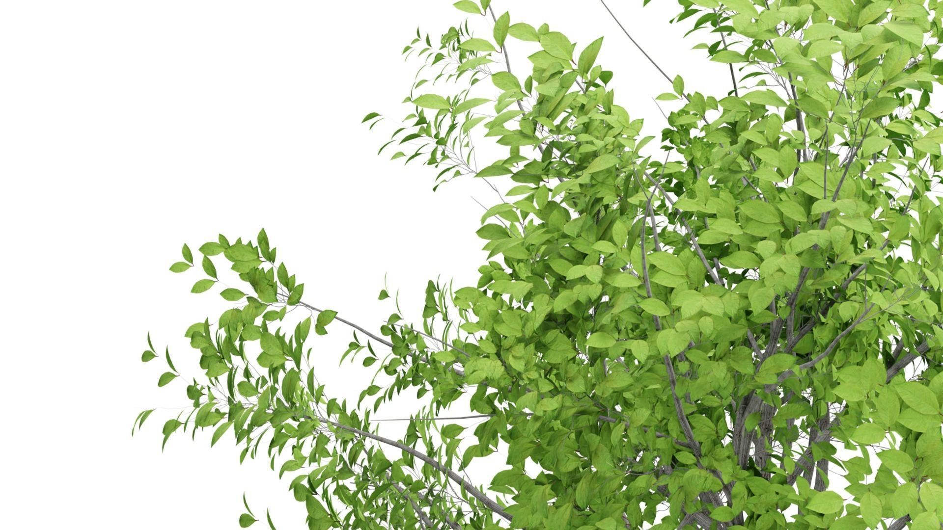 Nature Tree 3D model | CGTrader