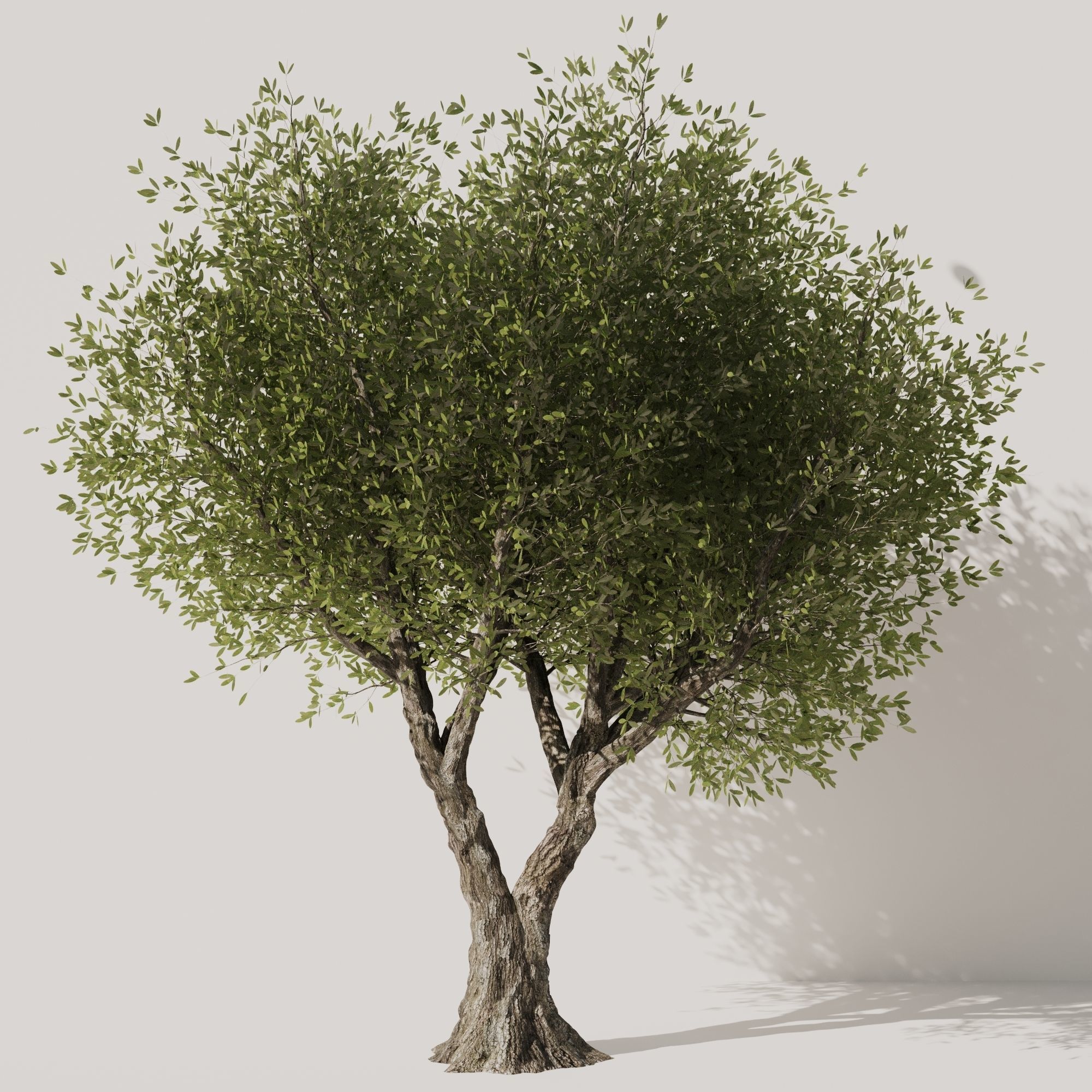 Olive Tree Set7 3D model | CGTrader