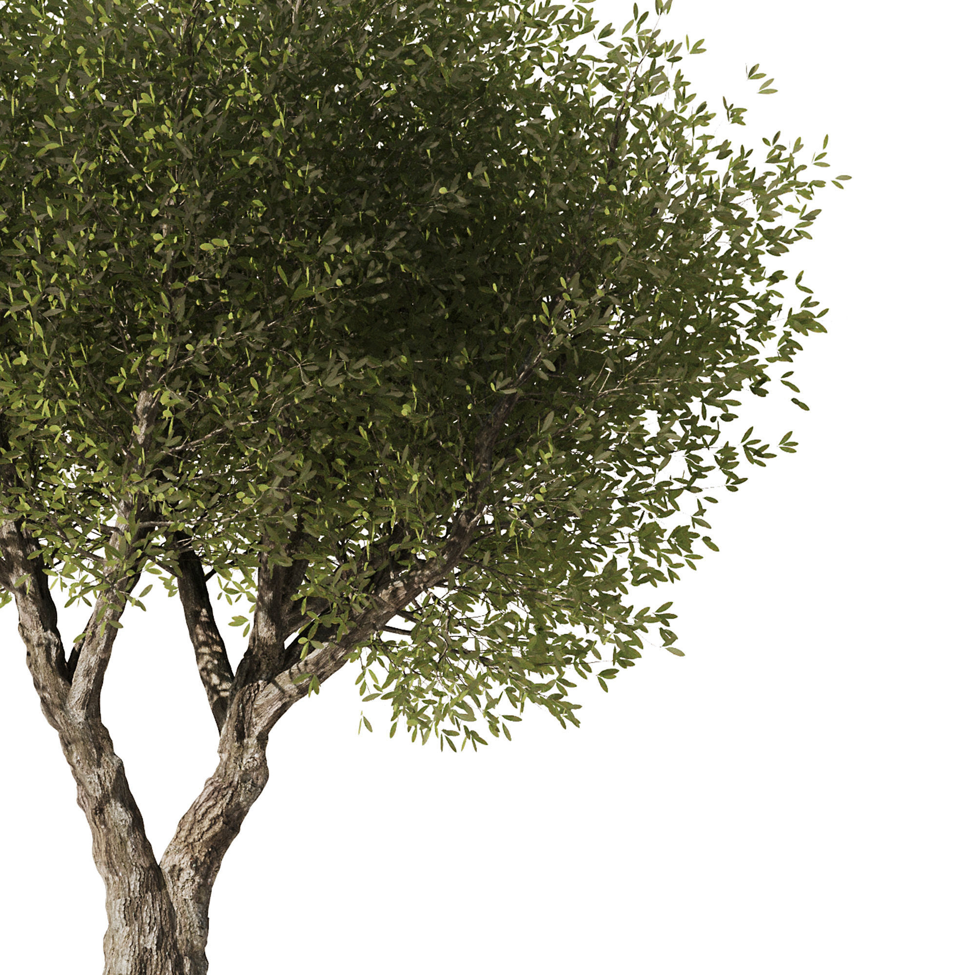Olive Tree Set7 3D model | CGTrader