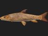 3D model Barbel VR / AR / low-poly | CGTrader