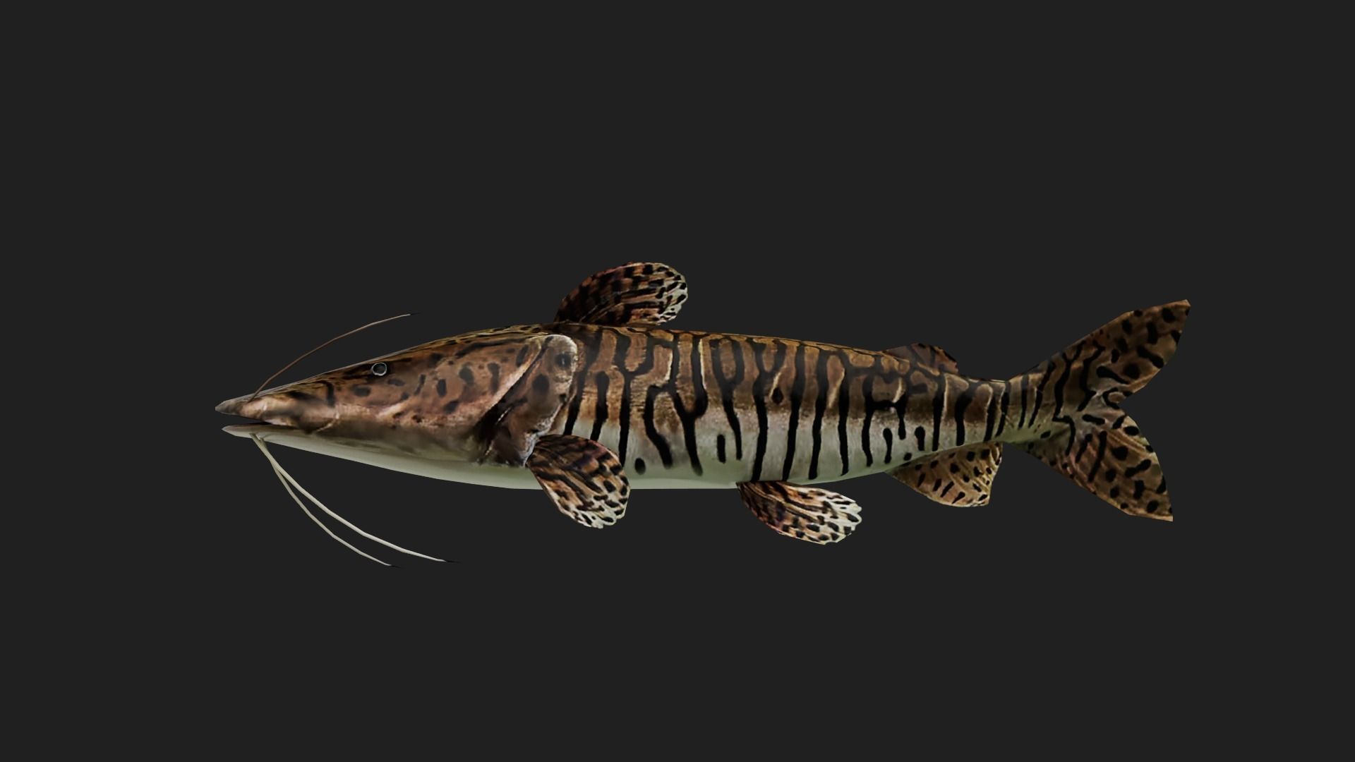 3D model Catfish VR / AR / low-poly | CGTrader