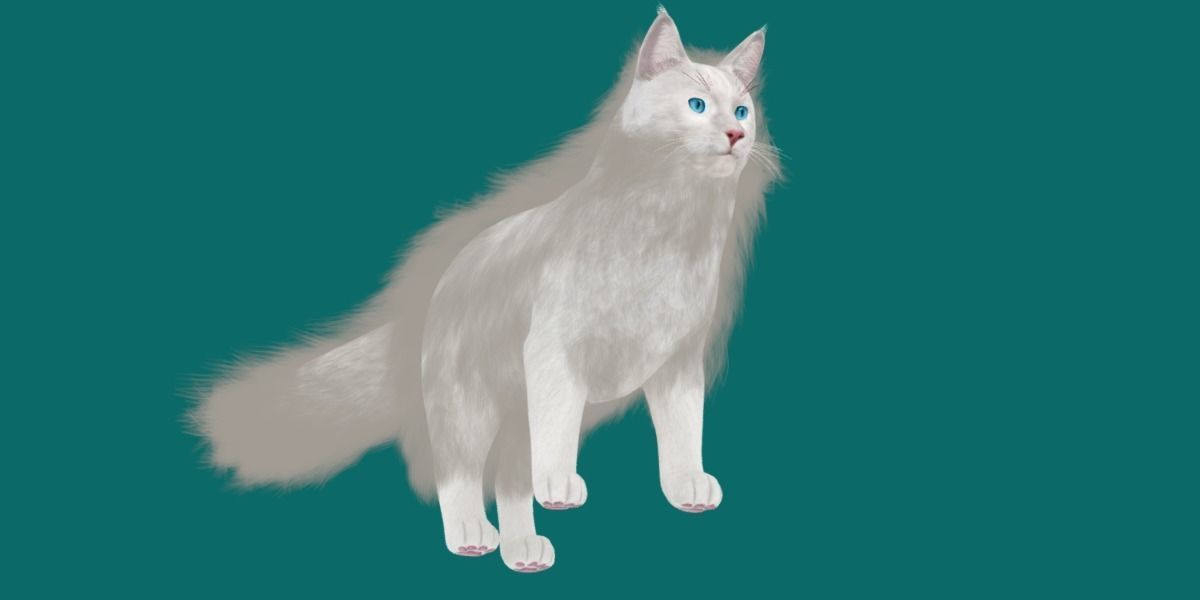 Maine Coon Cat 3D model animated rigged | CGTrader