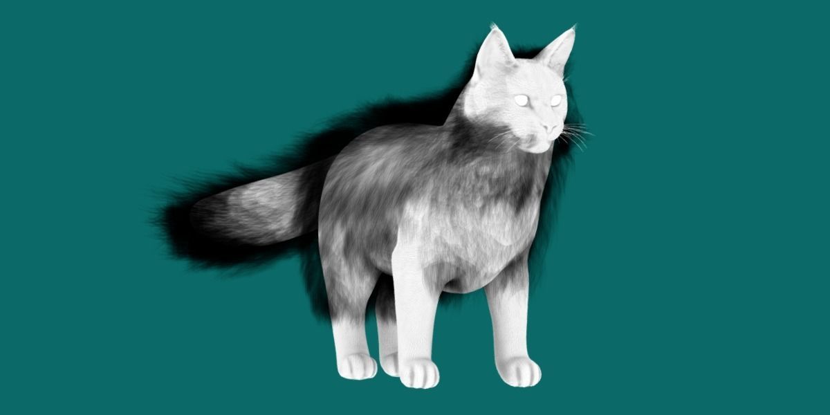 Maine Coon Cat 3D model animated rigged | CGTrader