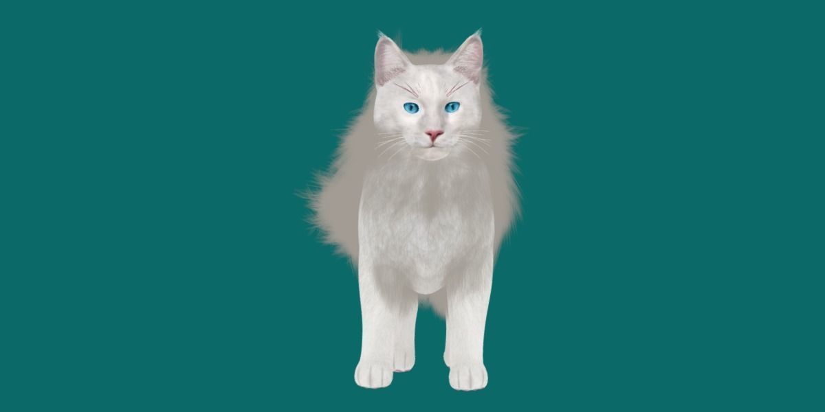 Maine Coon Cat 3D model animated rigged | CGTrader