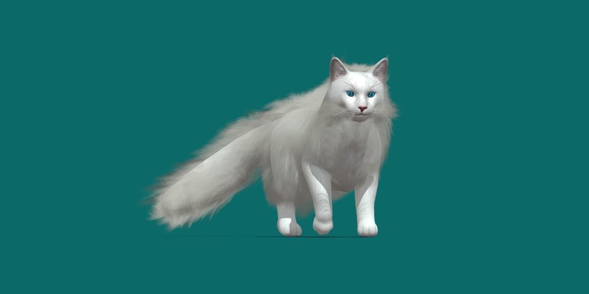 Maine Coon Cat 3D model animated rigged | CGTrader