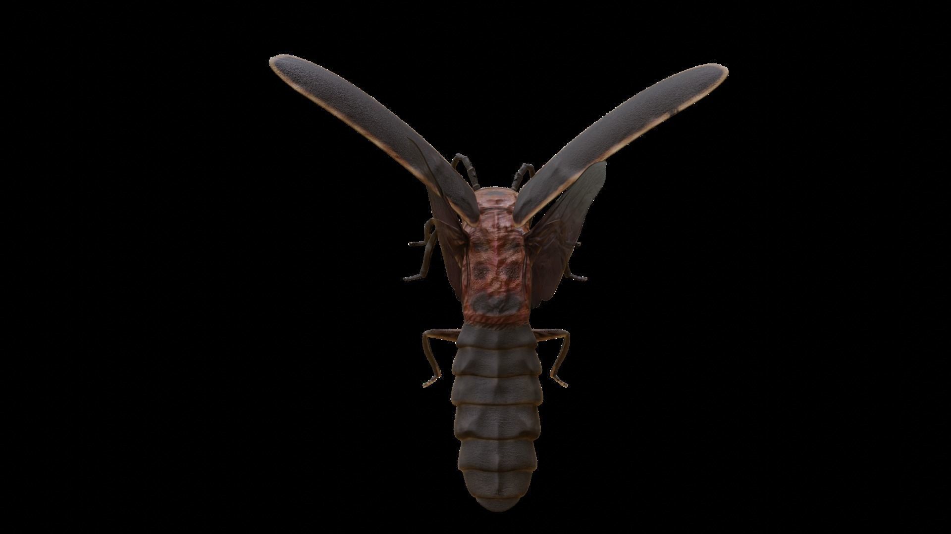3D model Realistic Firefly Insect - Rigged - Animated VR / AR / low ...