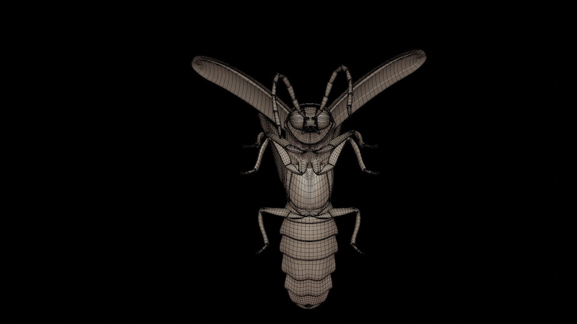 3D model Realistic Firefly Insect - Rigged - Animated VR / AR / low ...