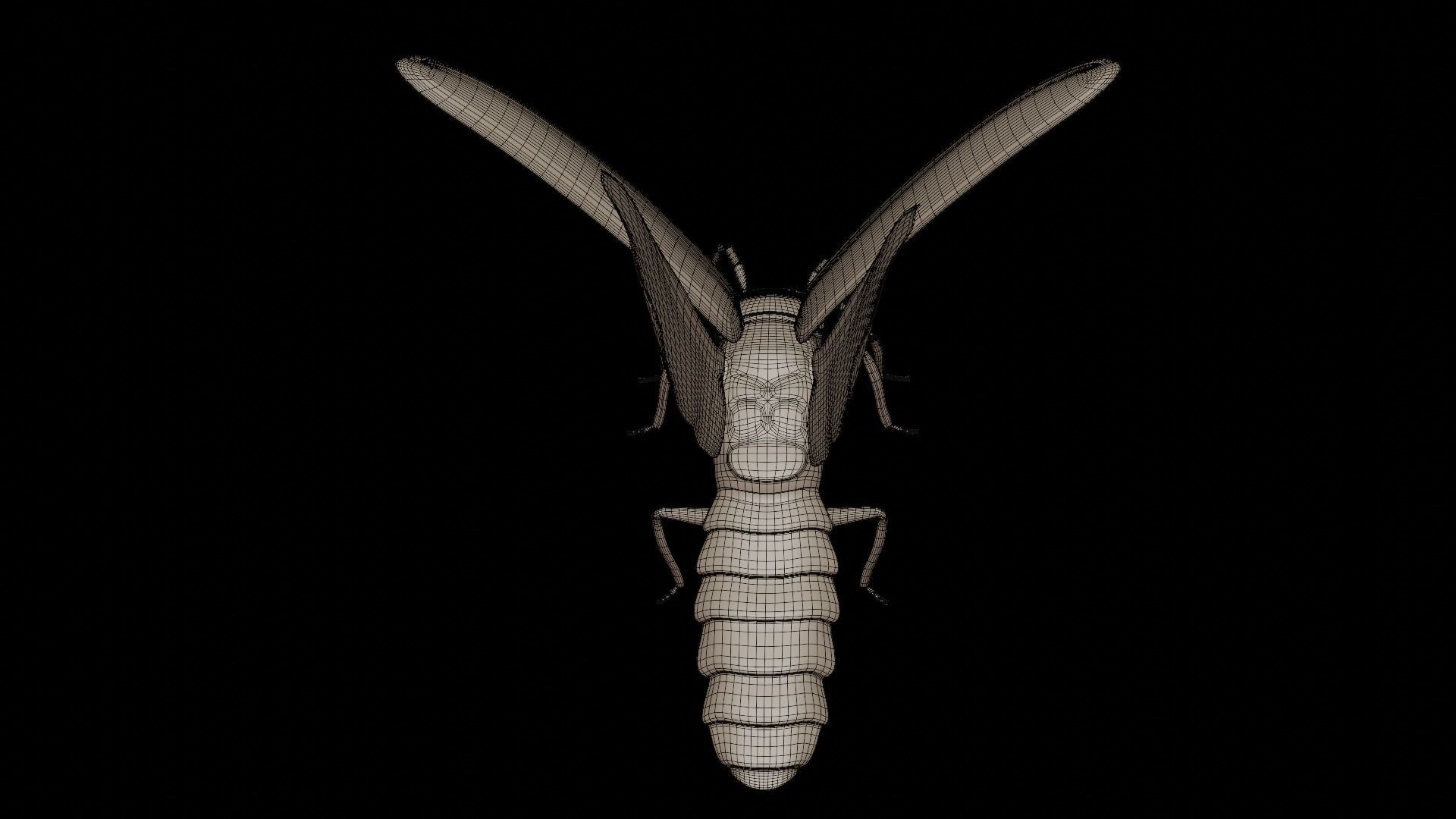 3D model Realistic Firefly Insect - Rigged - Animated VR / AR / low ...