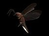 3D model Realistic Firefly Insect - Rigged - Animated VR / AR / low ...
