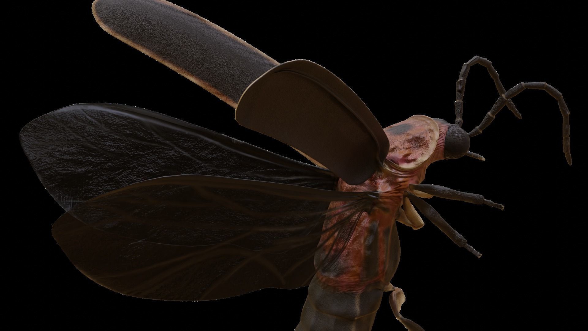 3D model Realistic Firefly Insect - Rigged - Animated VR / AR / low ...