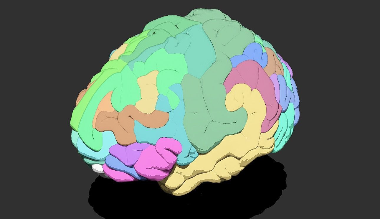 3D model 3d rigged and animated brain model VR / AR / low-poly | CGTrader