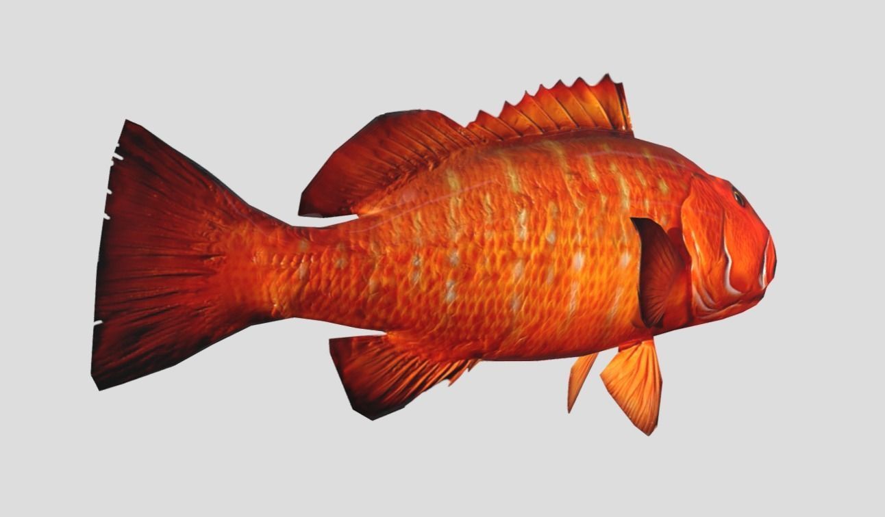 3D model Cubera Snapper Realistic Animated VR / AR / low-poly | CGTrader