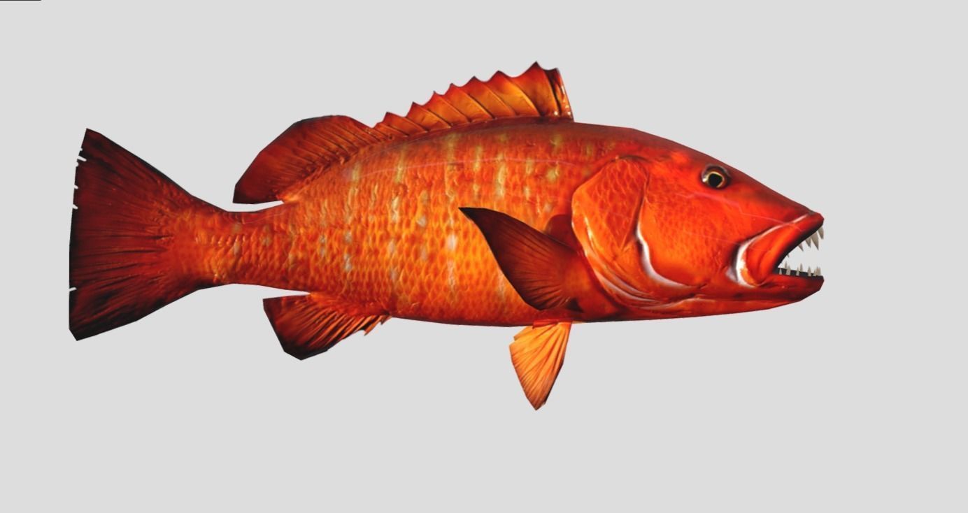 3D model Cubera Snapper Realistic Animated VR / AR / low-poly | CGTrader