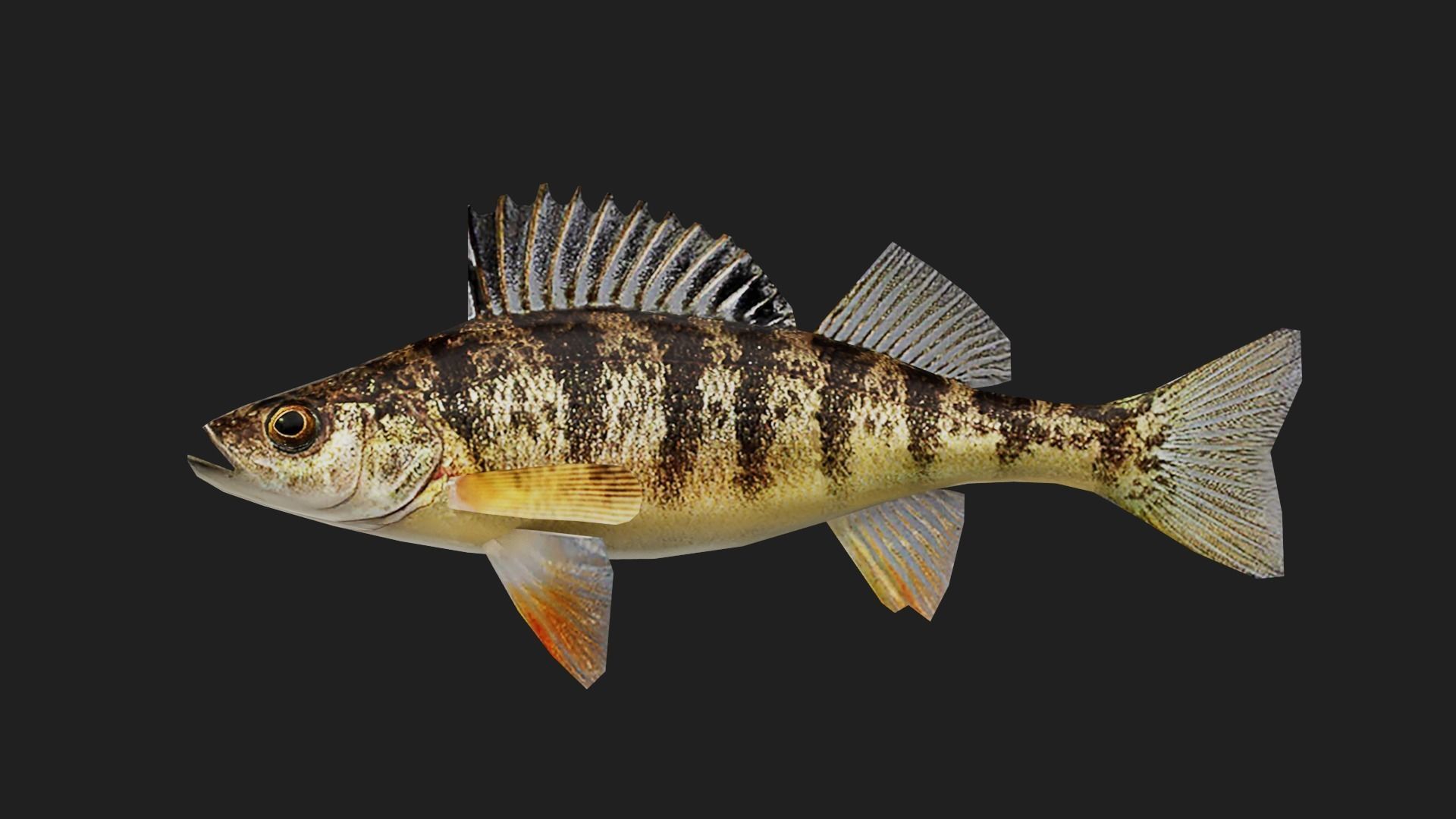 3D model Panfish VR / AR / low-poly | CGTrader