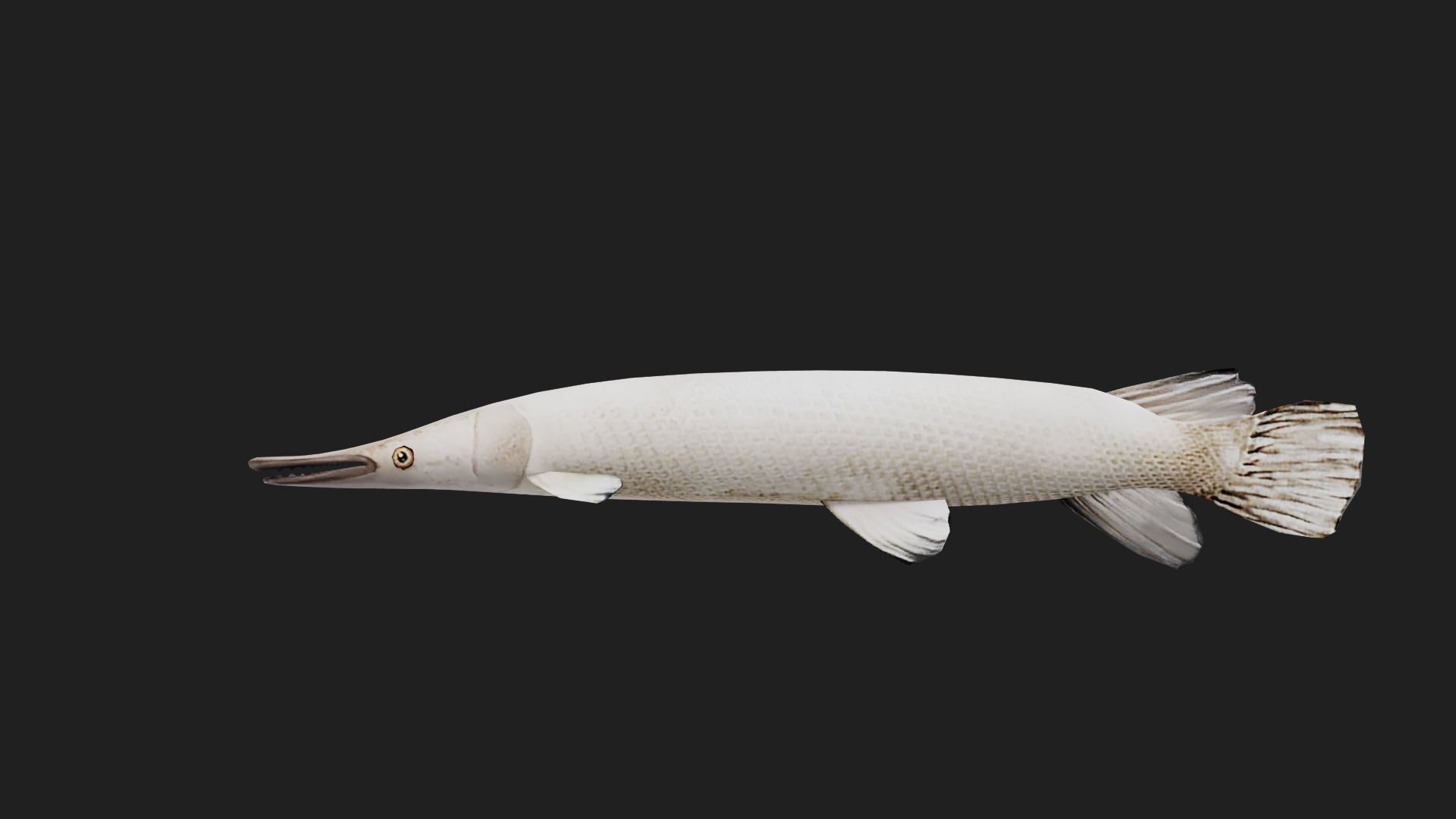 3D model Gar fish VR / AR / low-poly | CGTrader