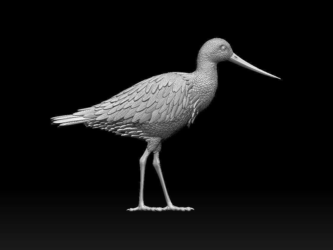 bird 06 3D model 3D printable | CGTrader