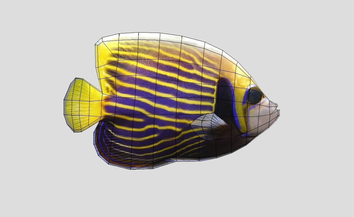 3D model Emperor Angelfish Realistic Animated VR / AR / low-poly | CGTrader