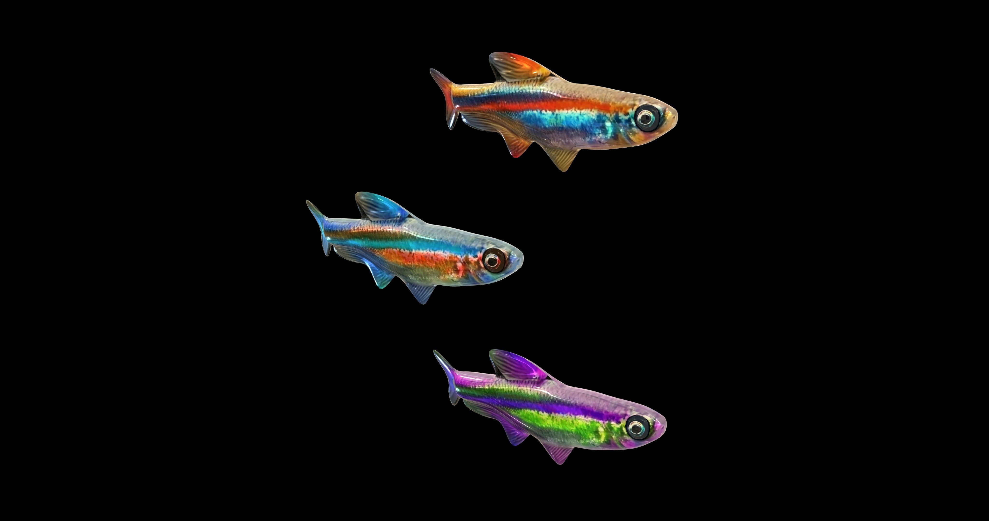3D Animated And Textured And Fully Rigged Tetra Fish Models 3D model ...