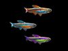 3D Animated And Textured And Fully Rigged Tetra Fish Models 3D model ...