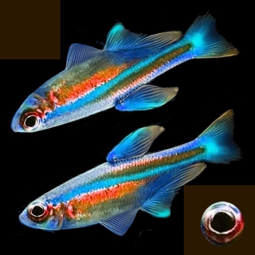 3D Animated And Textured And Fully Rigged Tetra Fish Models 3D model ...