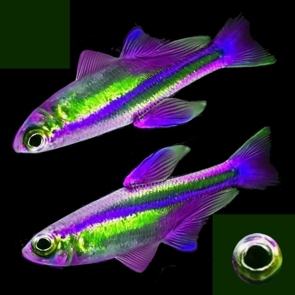 3D Animated And Textured And Fully Rigged Tetra Fish Models 3D model ...