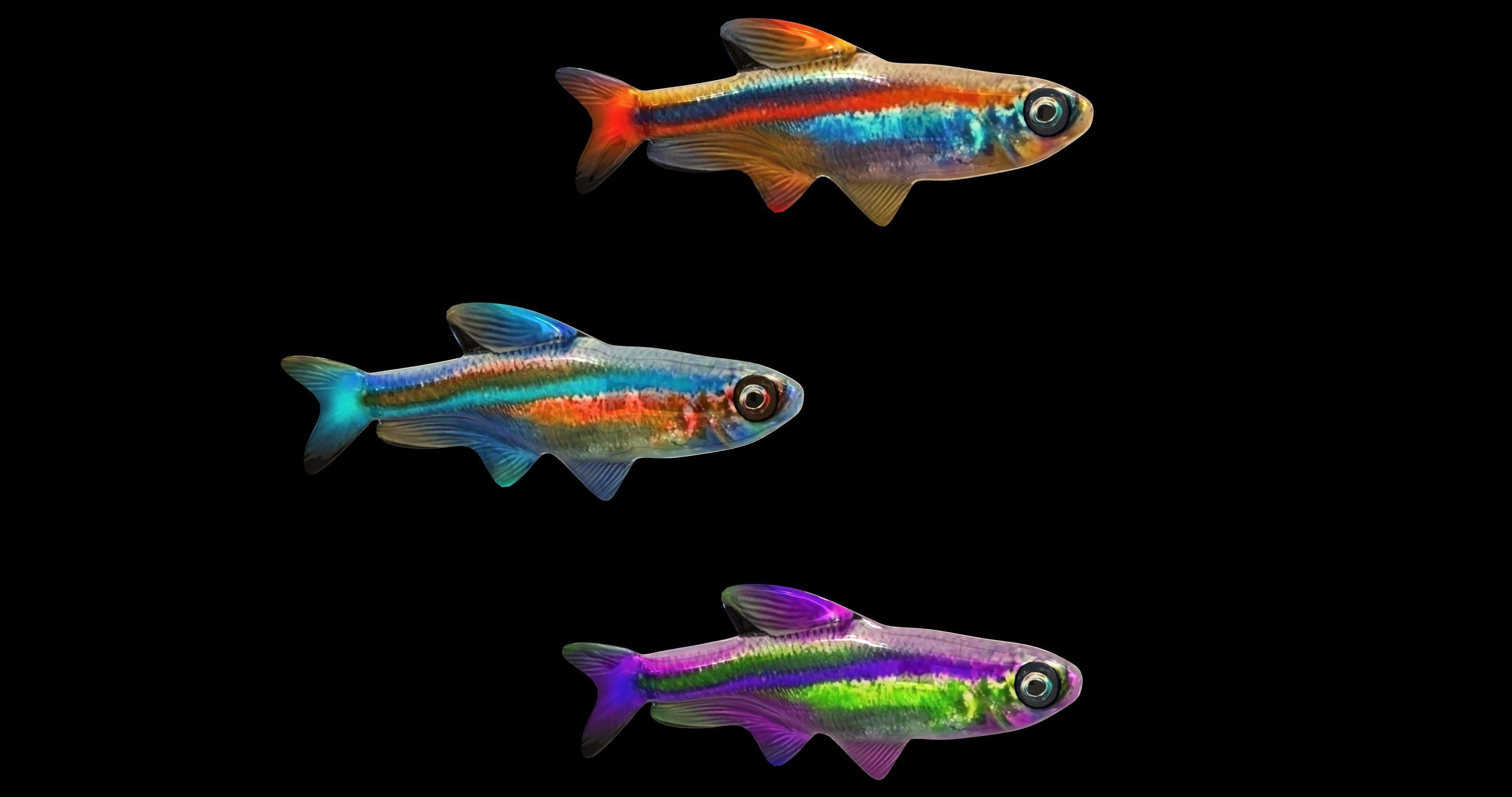 3D Animated And Textured And Fully Rigged Tetra Fish Models 3D model ...